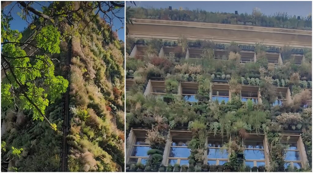 🌿 Magia Verde în Inima Bucureștiului 🌿 Primul mall dedicat plantelor ...